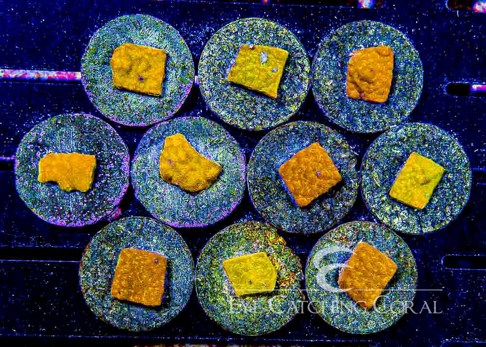 Conditioned Frags | Wholesale Coral | Eye Catching Coral