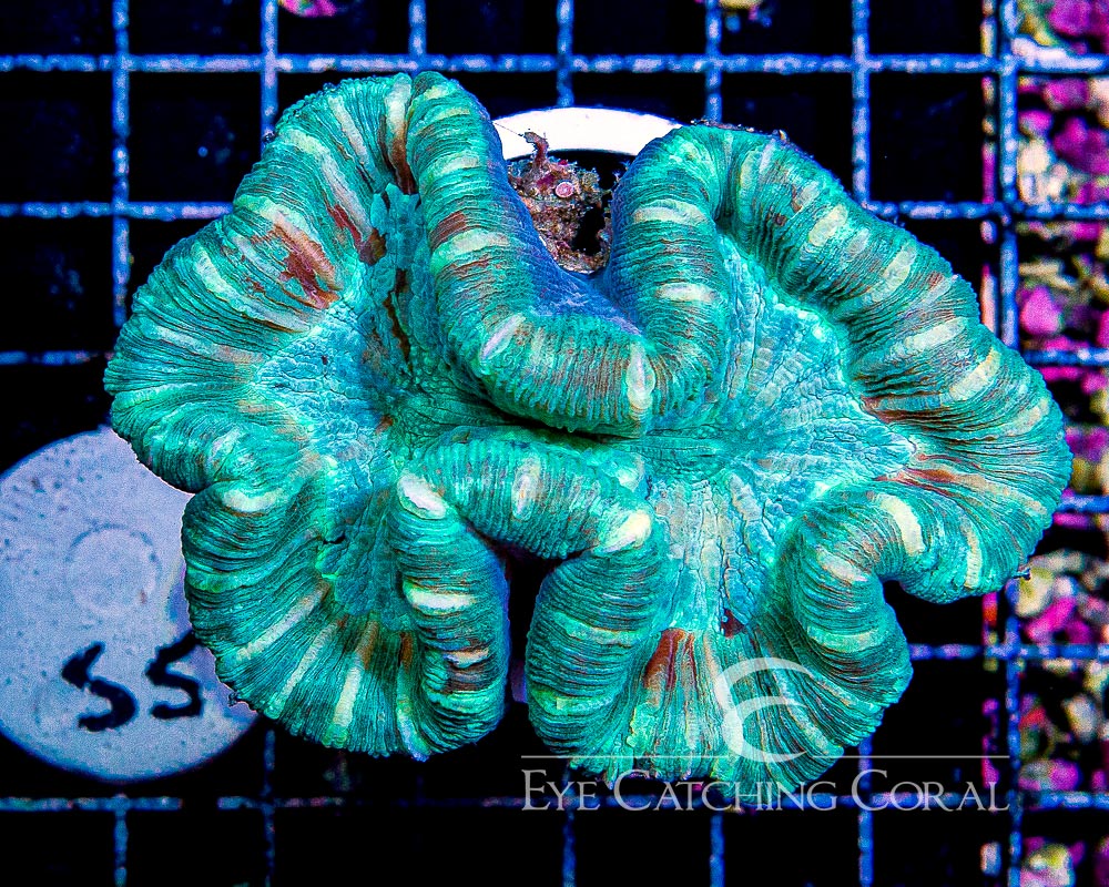 WYSIWYG Colonies | Wholesale Coral | Eye Catching Coral