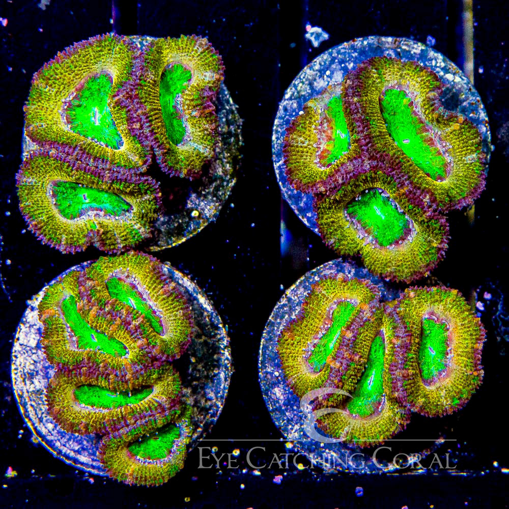 Premium & Signature Frags | ECC Frags | Eye Catching Coral