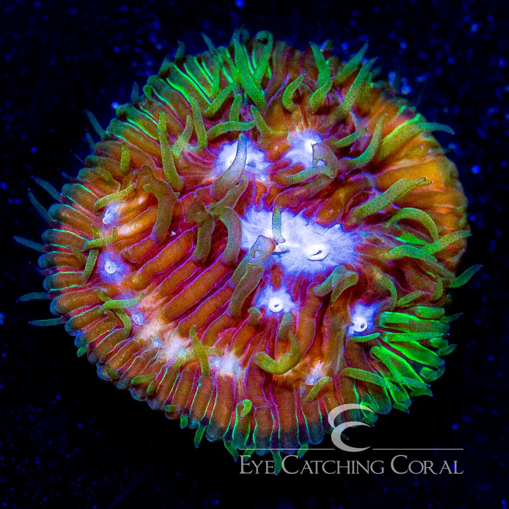 ECC Sapphire Lithophyllon Frag | Aquacultured Frags | Eye Catching Coral