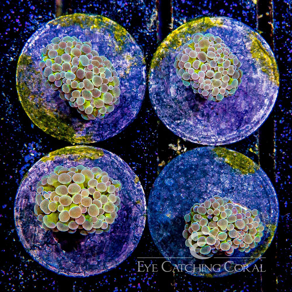 Premium & Signature Frags | ECC Frags | Eye Catching Coral