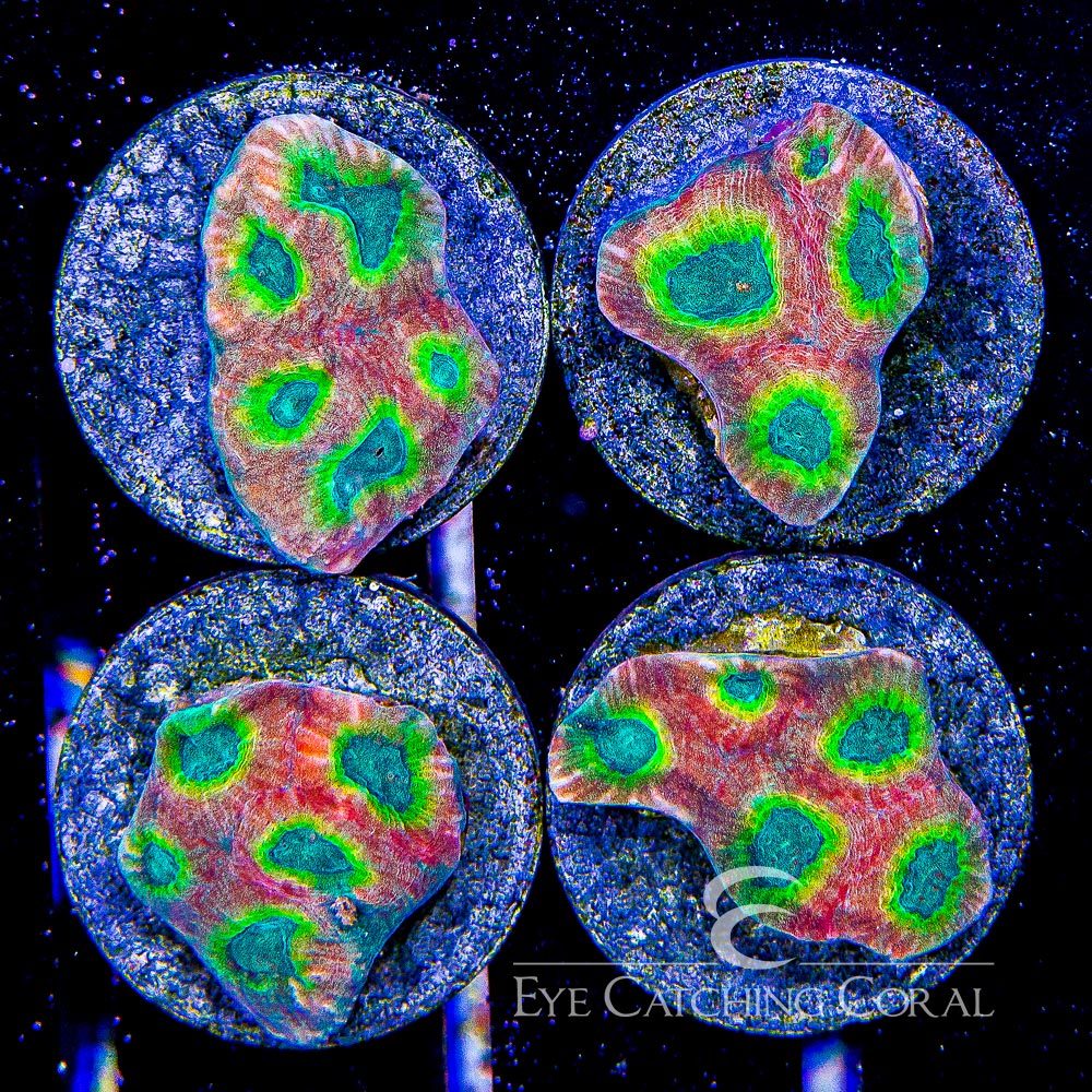 Premium & Signature Frags | ECC Frags | Eye Catching Coral