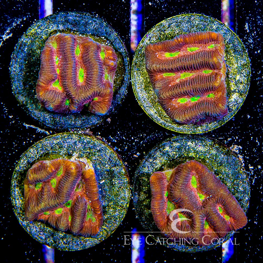 Premium & Signature Frags | ECC Frags | Eye Catching Coral