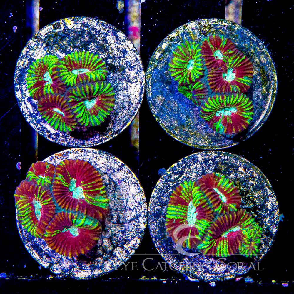 Premium & Signature Frags | ECC Frags | Eye Catching Coral