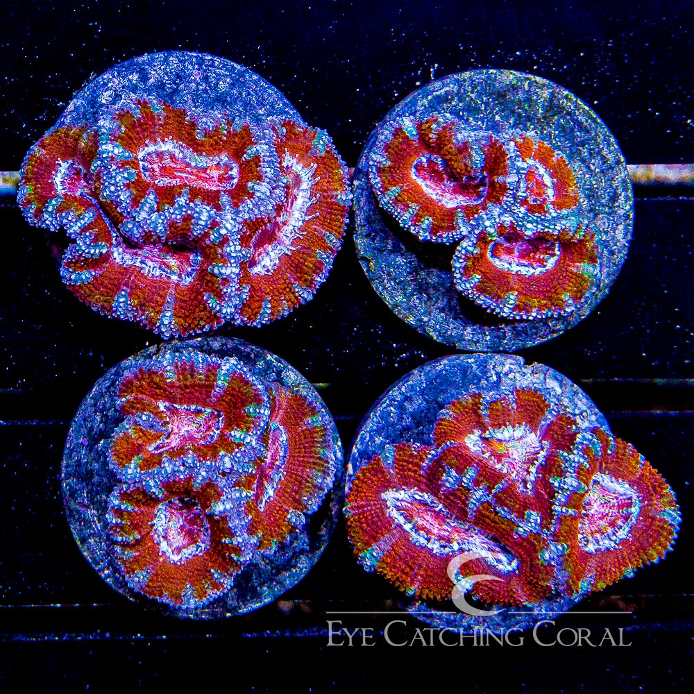 Premium & Signature Frags | ECC Frags | Eye Catching Coral