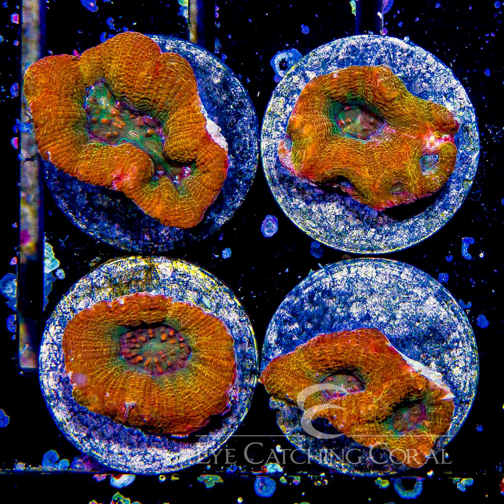 Premium & Signature Frags | ECC Frags | Eye Catching Coral