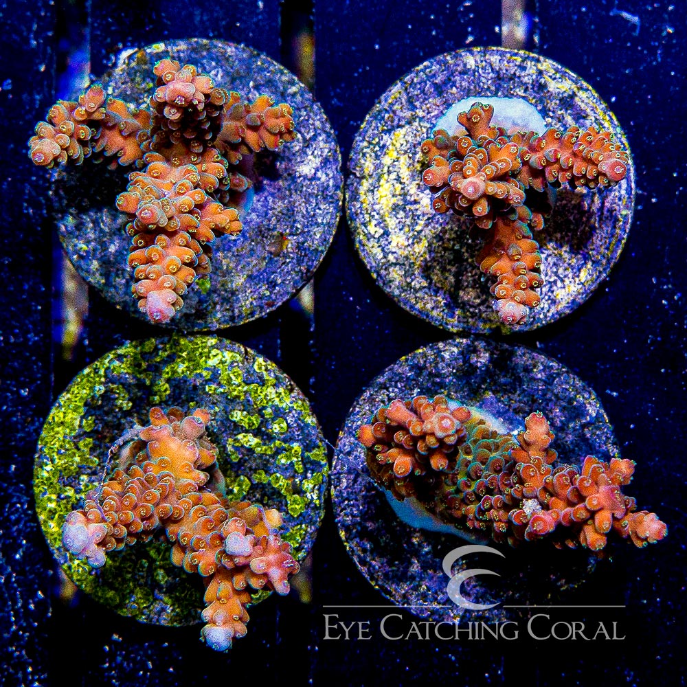 Premium & Signature Frags | ECC Frags | Eye Catching Coral