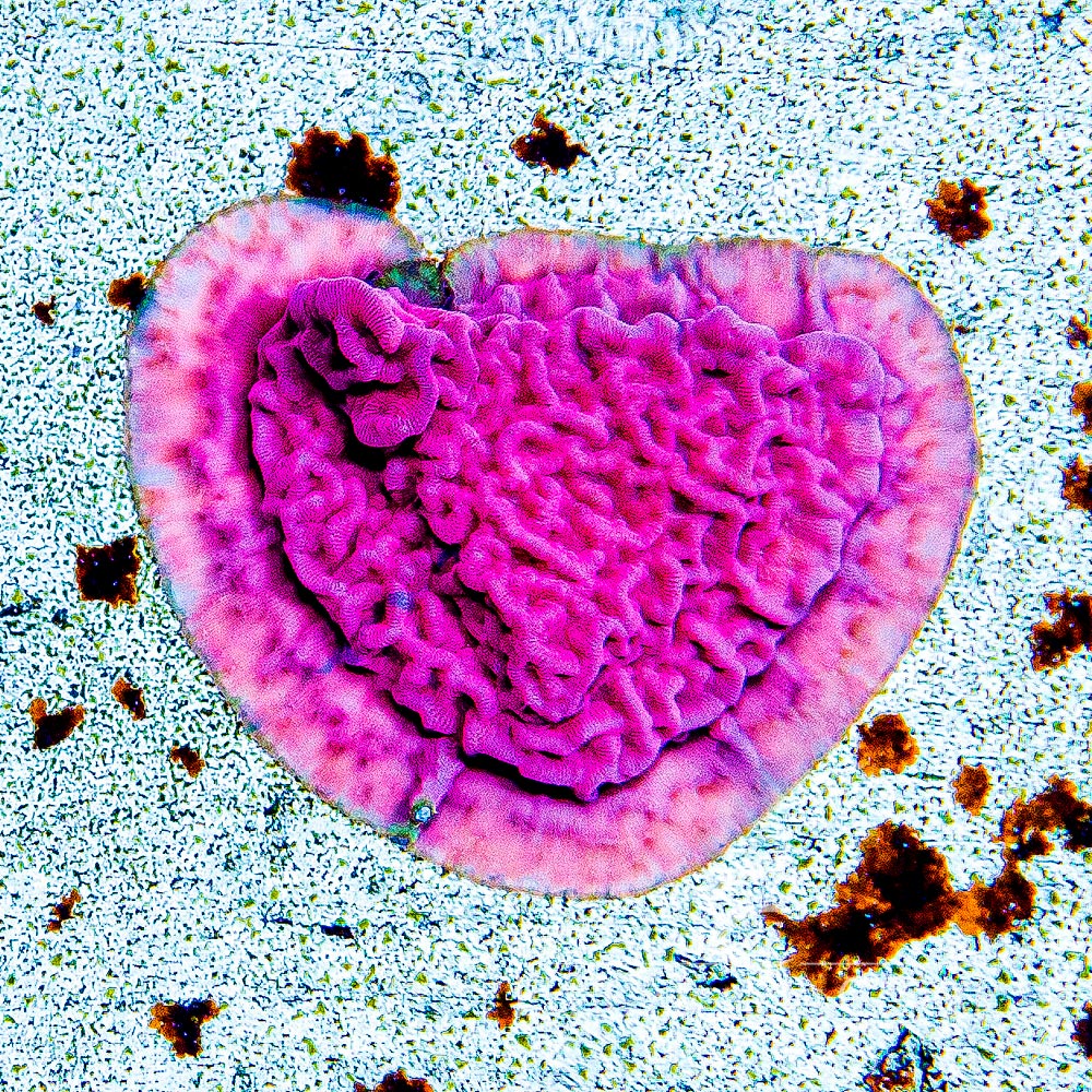 Tidal Gardens Pink Flamingo Leptoseris Frag | Aquacultured Frags | Eye ...