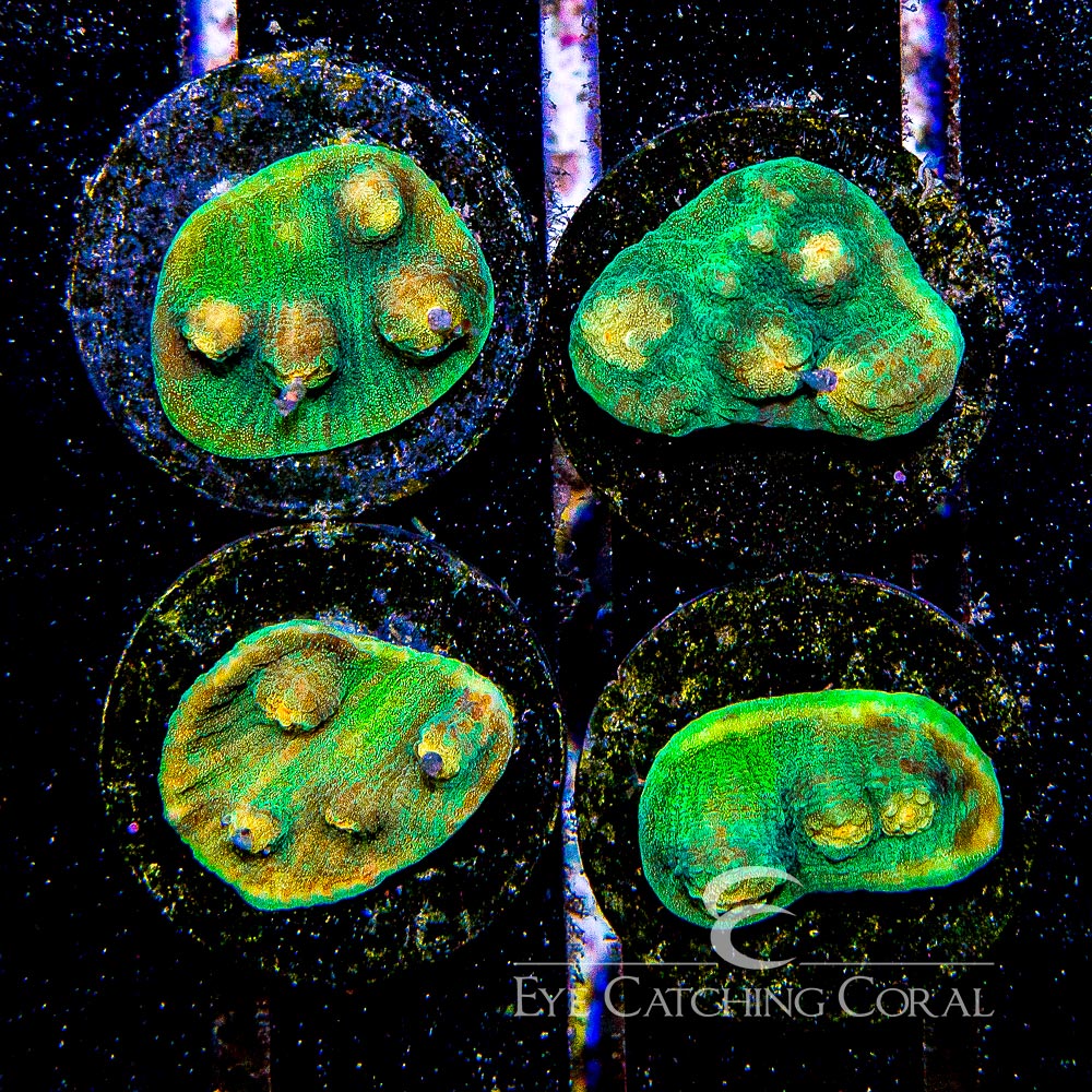 Premium & Signature Frags | ECC Frags | Eye Catching Coral