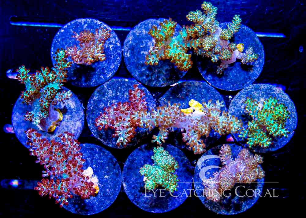 Conditioned Frags | Wholesale Coral | Eye Catching Coral