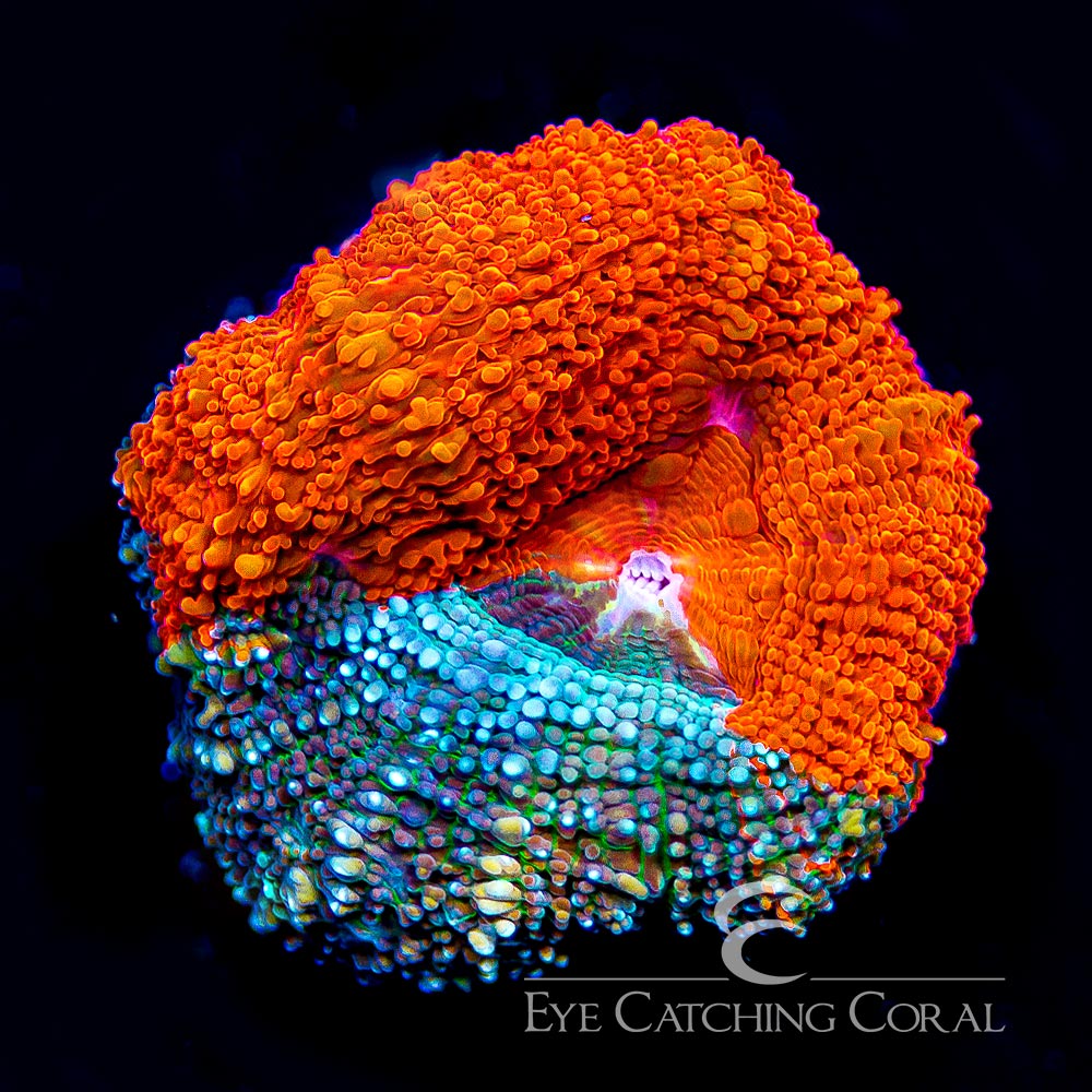 Aquaculture Facility | Wholesale Frags | Eye Catching Coral