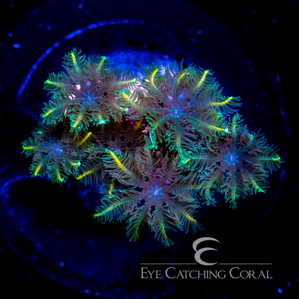 ECC Yellow Clove Polyp Frag | Aquacultured Frags | Eye Catching Coral