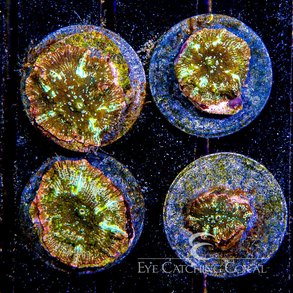 Premium & Signature Frags | ECC Frags | Eye Catching Coral
