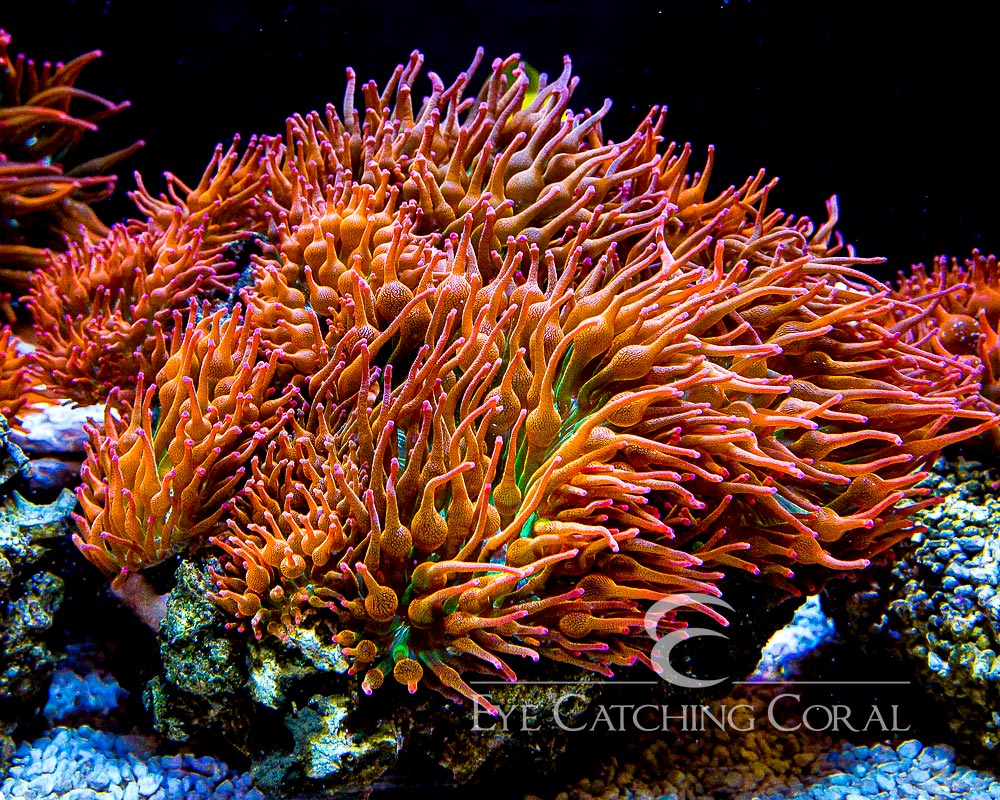 Wholesale Coral Ordering | Coral Colonies & Frags | Eye Catching Coral
