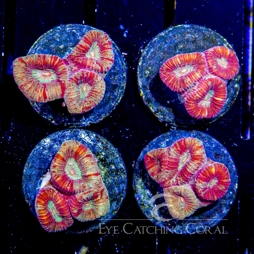 Premium & Signature Frags | ECC Frags | Eye Catching Coral