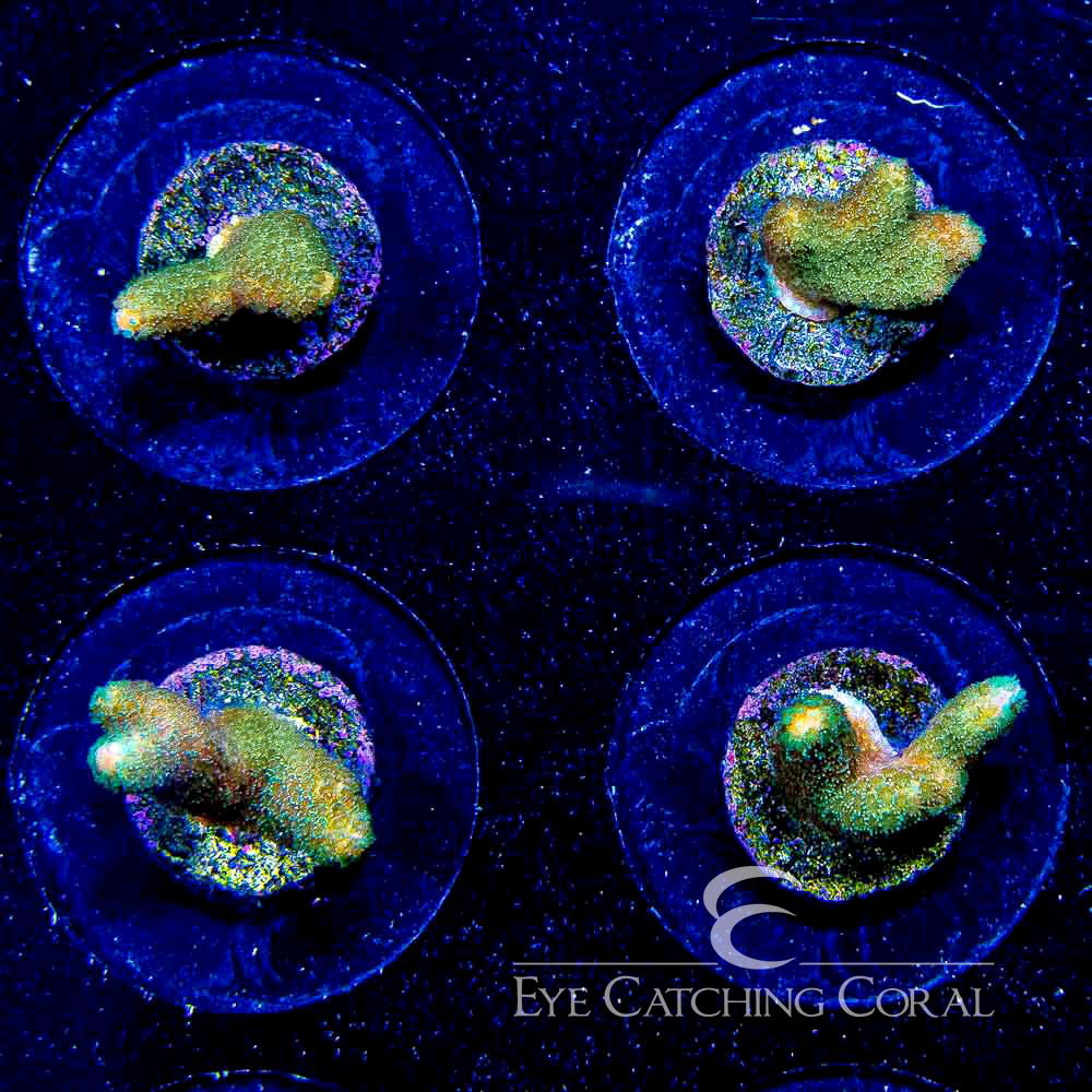 ECC German Blue Montipora Digitata Frag | Aquacultured Frags | Eye ...