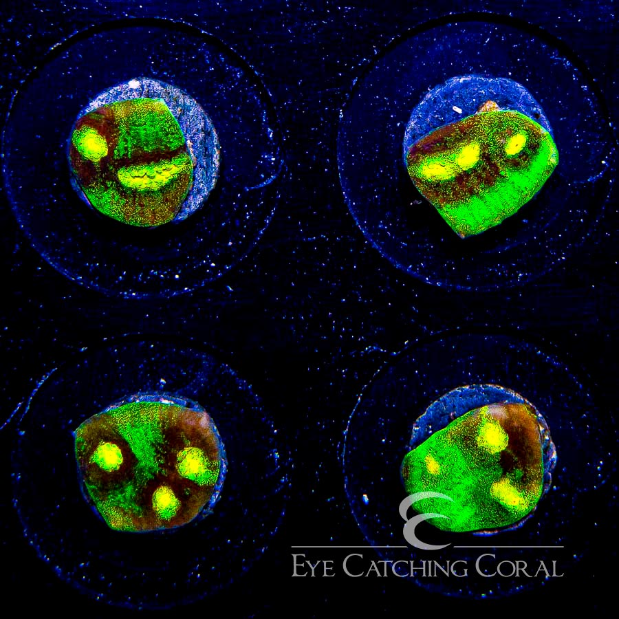 Jason Fox Raja Rampage Chalice Frag | Aquacultured Frags | Eye Catching ...