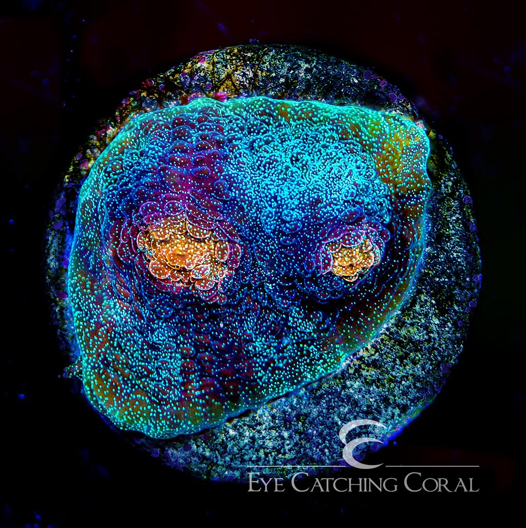 Aquaculture Facility | Wholesale Frags | Eye Catching Coral