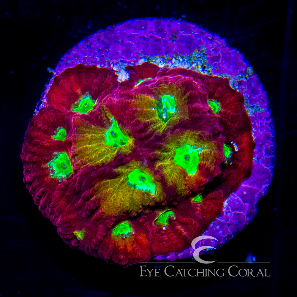 Jason Fox Top Fuel Favites Frag | Aquacultured Frags | Eye Catching Coral