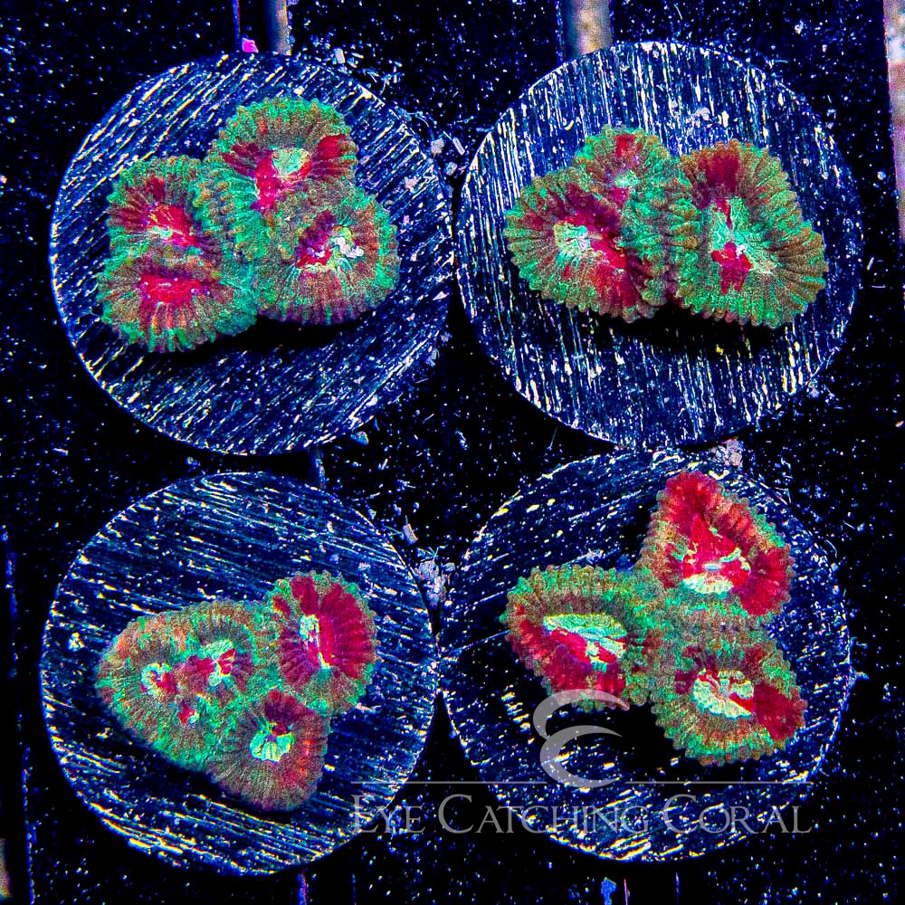 Premium & Signature Frags | ECC Frags | Eye Catching Coral