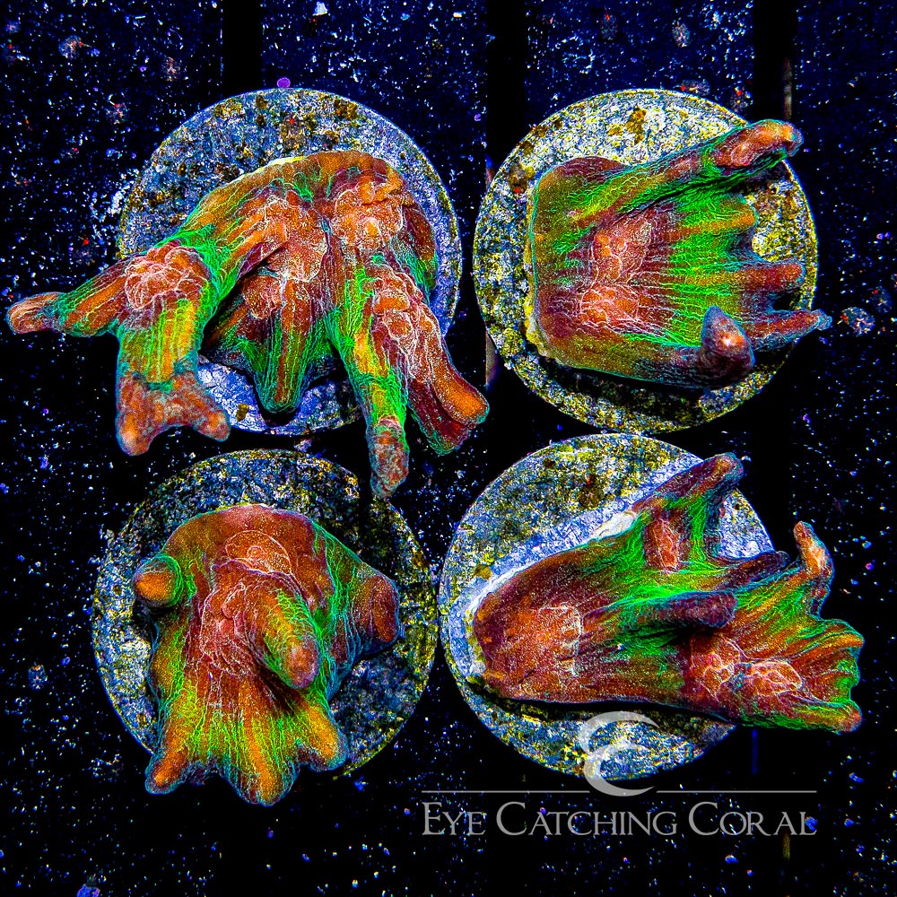Premium & Signature Frags | ECC Frags | Eye Catching Coral