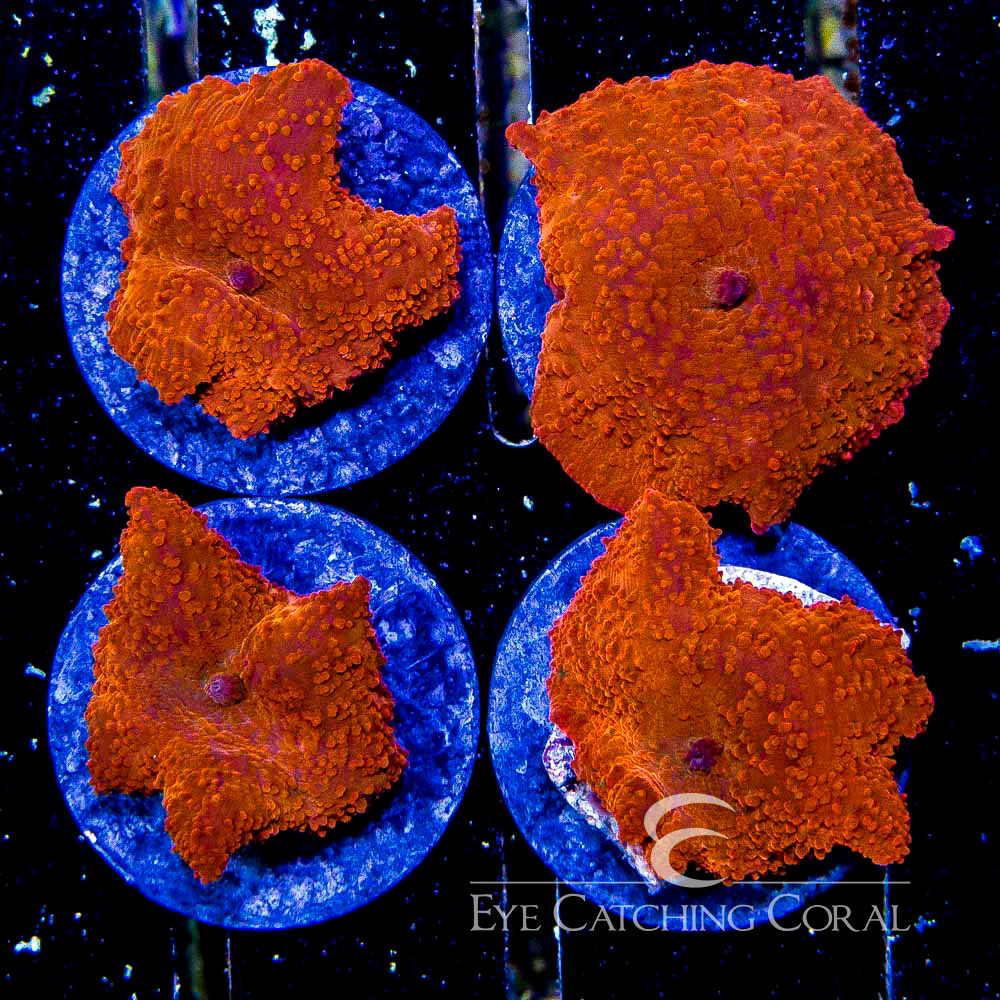 Premium & Signature Frags | ECC Frags | Eye Catching Coral