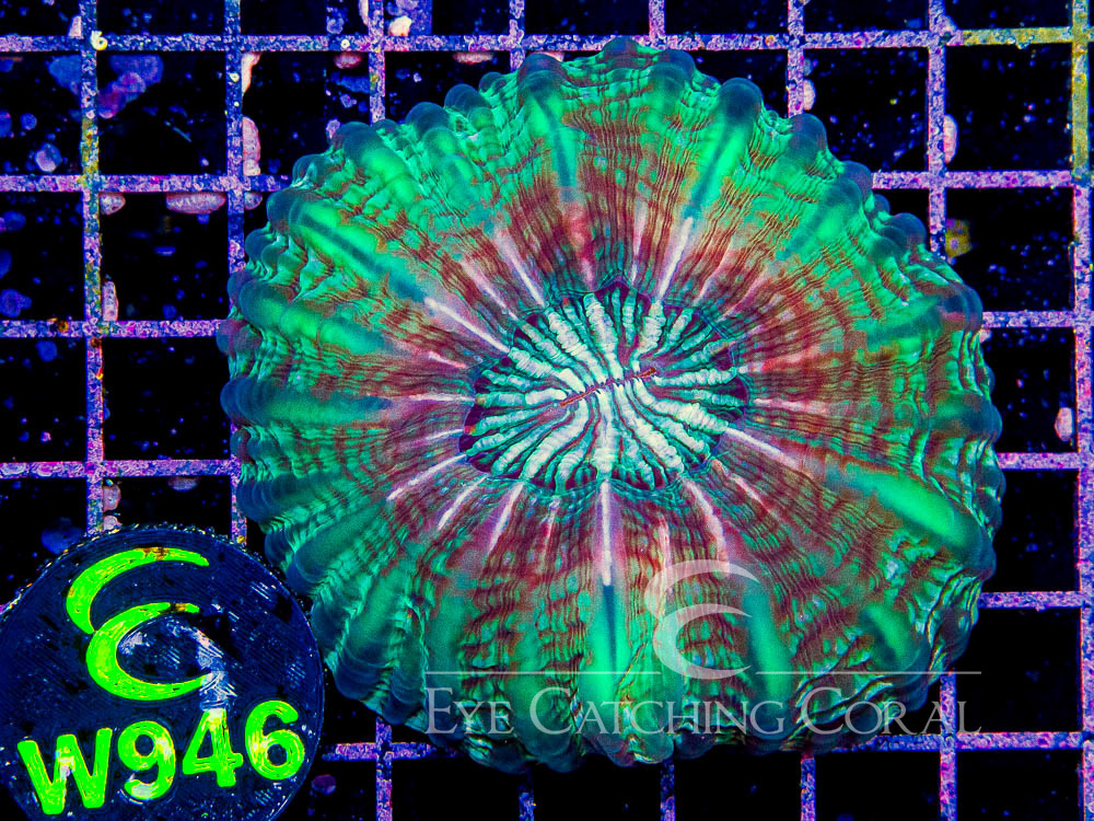 Search Results for 'Cynarina' | Eye Catching Coral