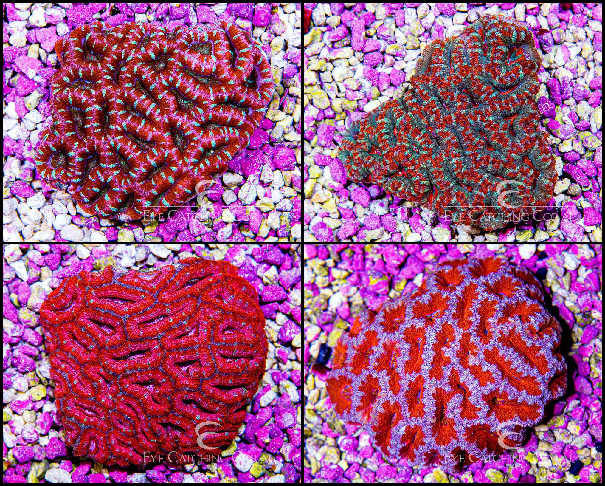 Australian Colonies | Wholesale Coral | Eye Catching Coral