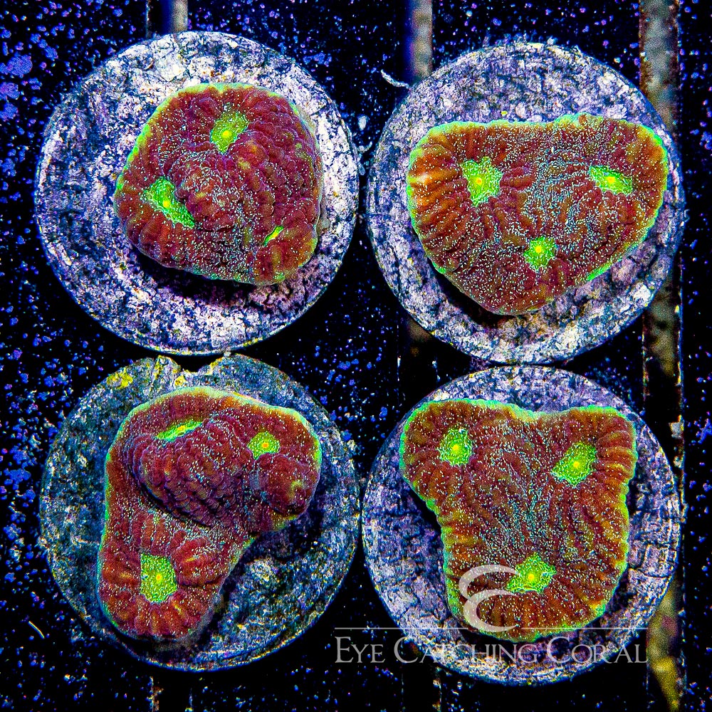 Premium & Signature Frags | ECC Frags | Eye Catching Coral