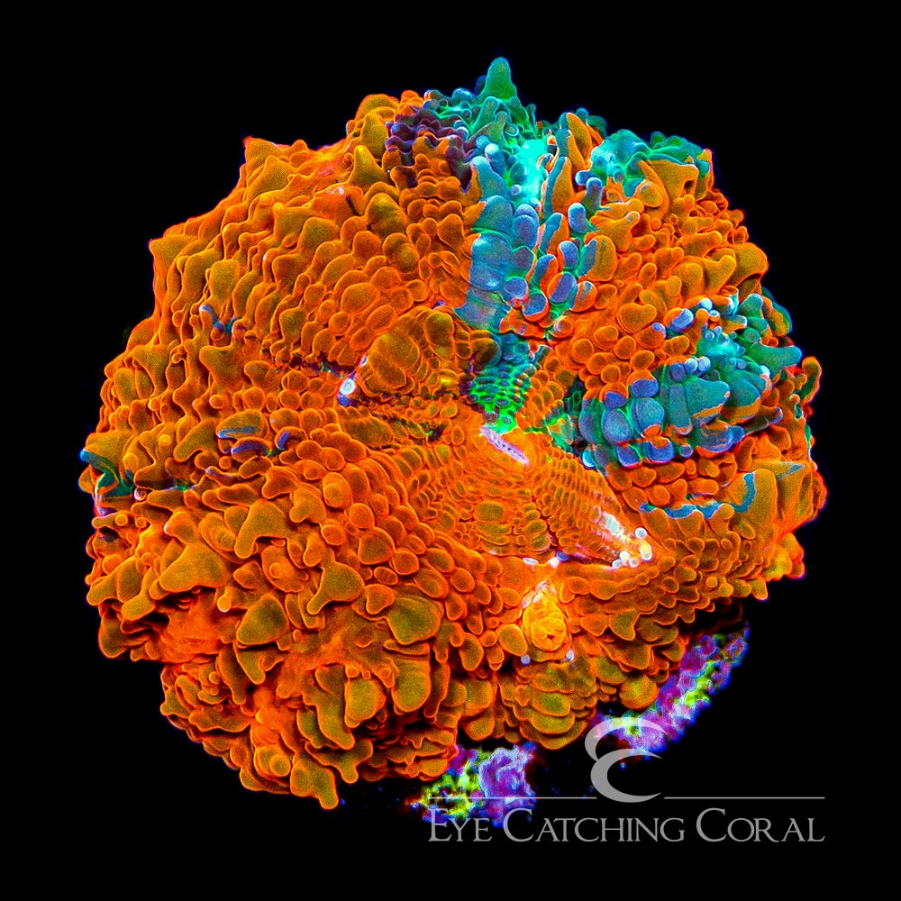 Aquaculture Facility | Wholesale Frags | Eye Catching Coral