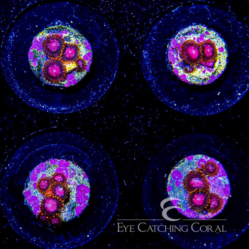 KH Sunburst Zoanthid Frag (2 Polyp Average) | Aquacultured Frags | Eye ...