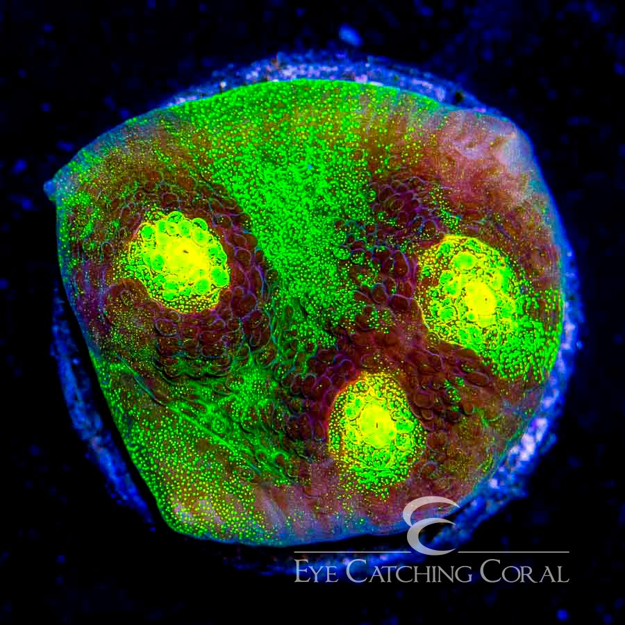 Jason Fox Raja Rampage Chalice Frag | Aquacultured Frags | Eye Catching ...