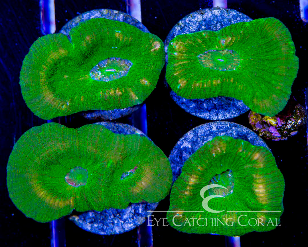 Conditioned Frags | Wholesale Coral | Eye Catching Coral