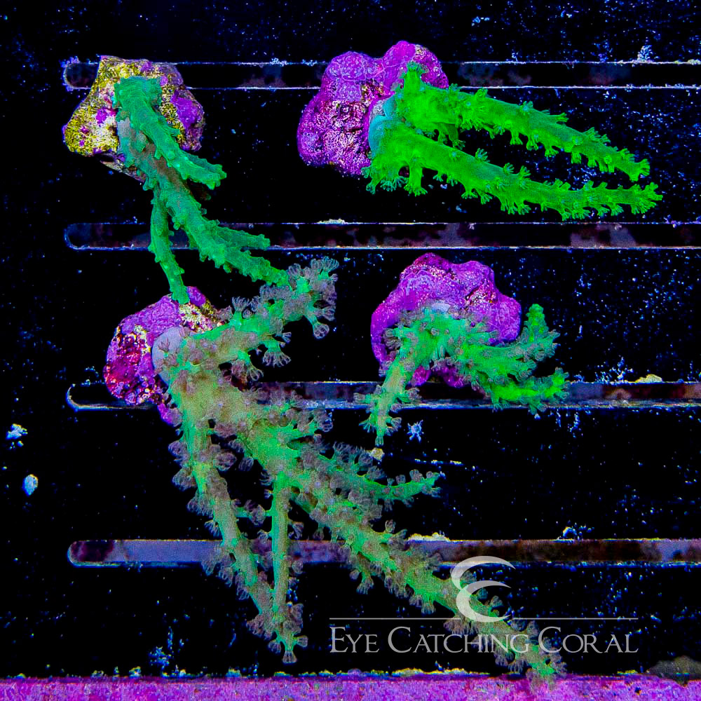 ECC Green Sinularia Frag | Aquacultured Frags | Eye Catching Coral