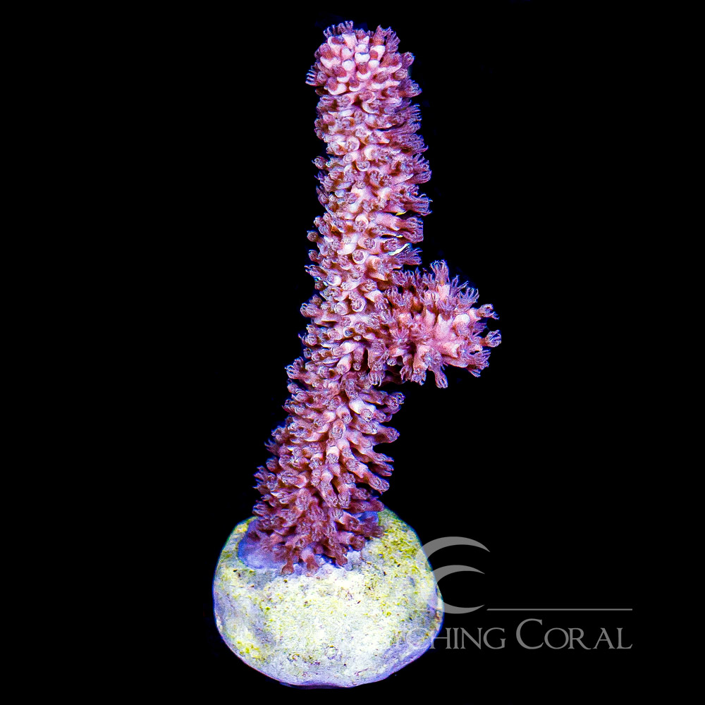 Anemones, Inverts, Misc. | Wholesale Coral | Eye Catching Coral