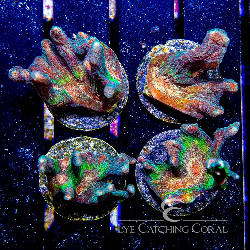 Premium & Signature Frags | ECC Frags | Eye Catching Coral