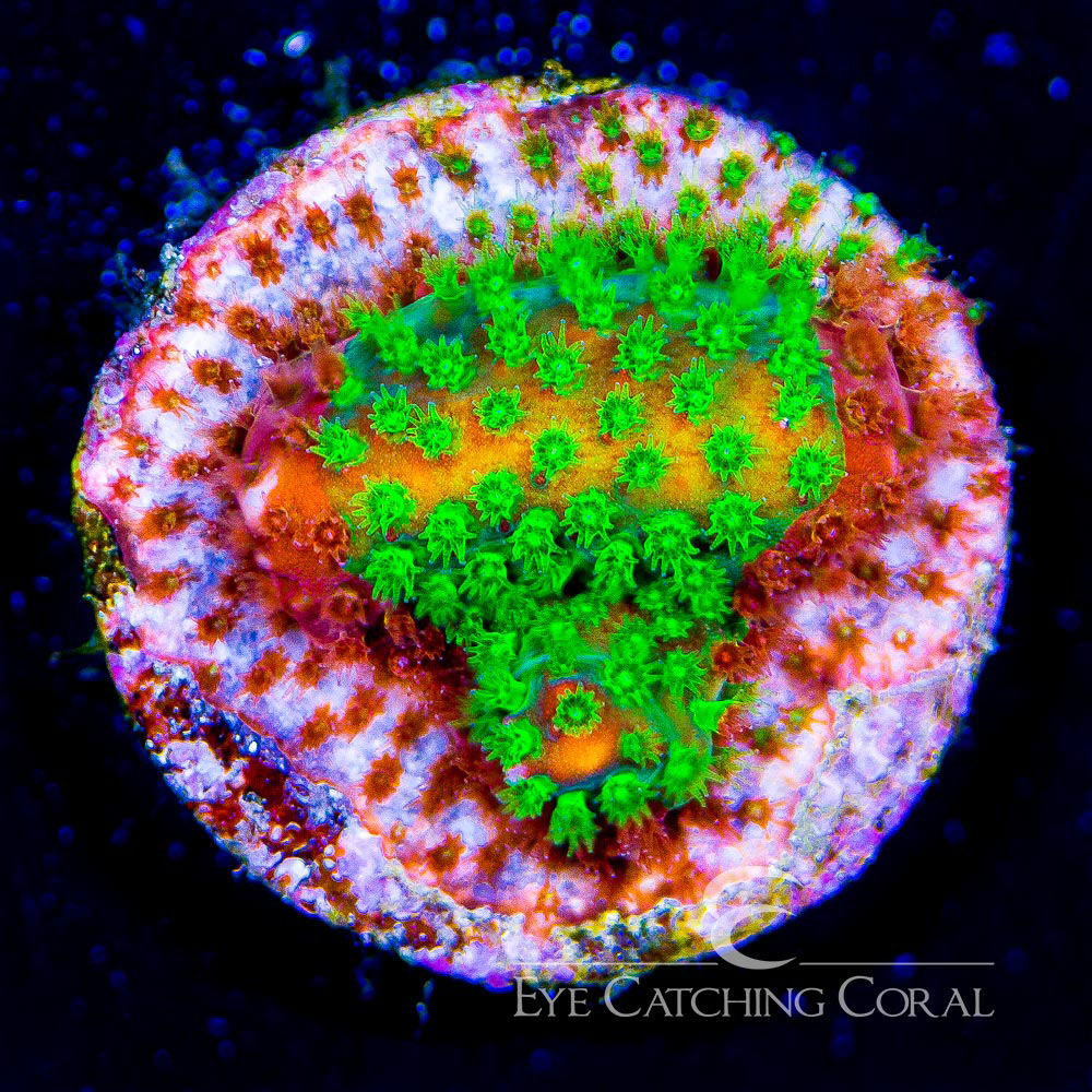 Jason Fox Candy Coated Stylocoeniella Frag | Aquacultured Frags | Eye ...