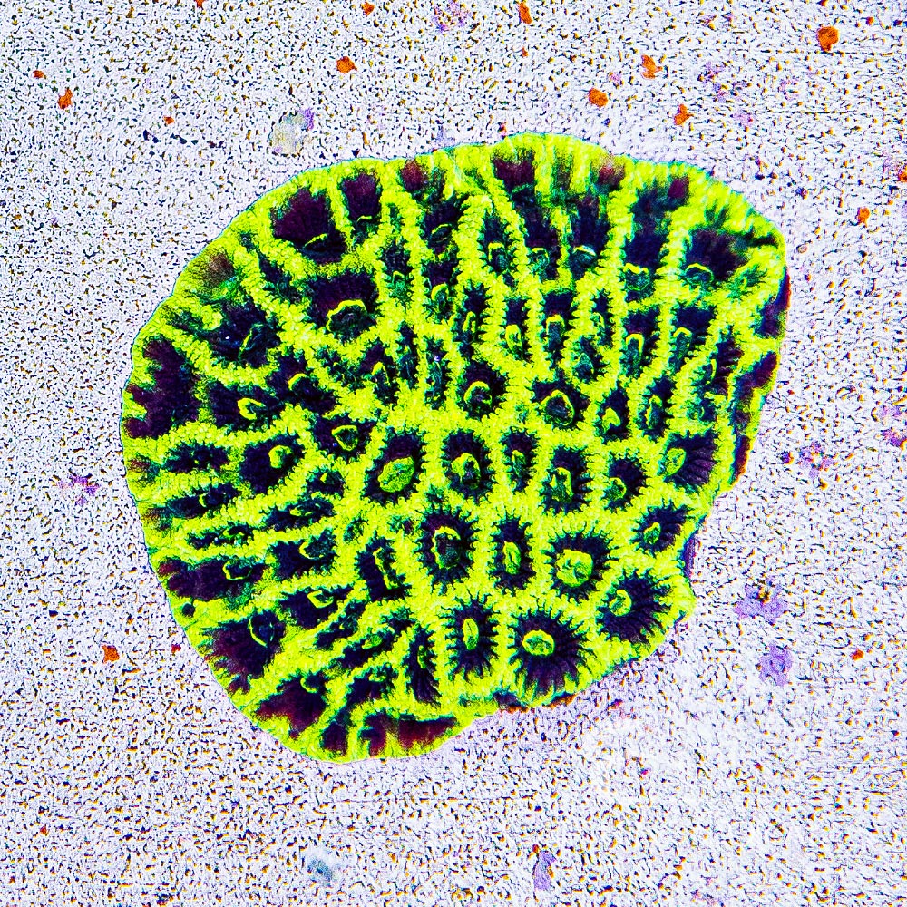 Aquacultured Frags | Wholesale Coral | Eye Catching Coral