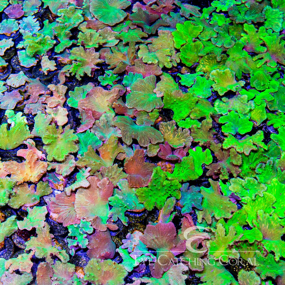 Conditioned Frags | Wholesale Coral | Eye Catching Coral