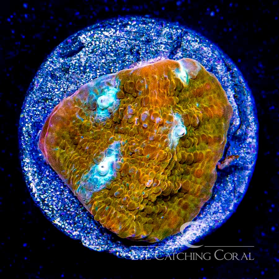 Jason Fox Orange Zombie Chalice Frag | Aquacultured Frags | Eye ...