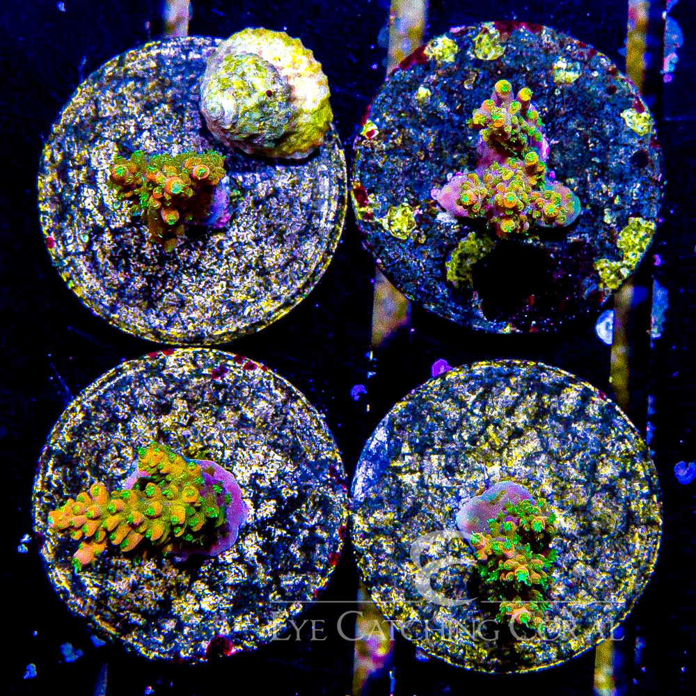 Premium & Signature Frags | ECC Frags | Eye Catching Coral