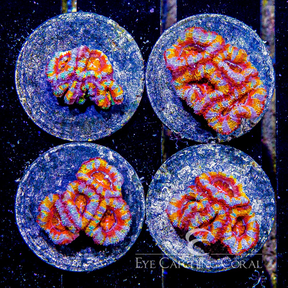 Premium & Signature Frags | ECC Frags | Eye Catching Coral