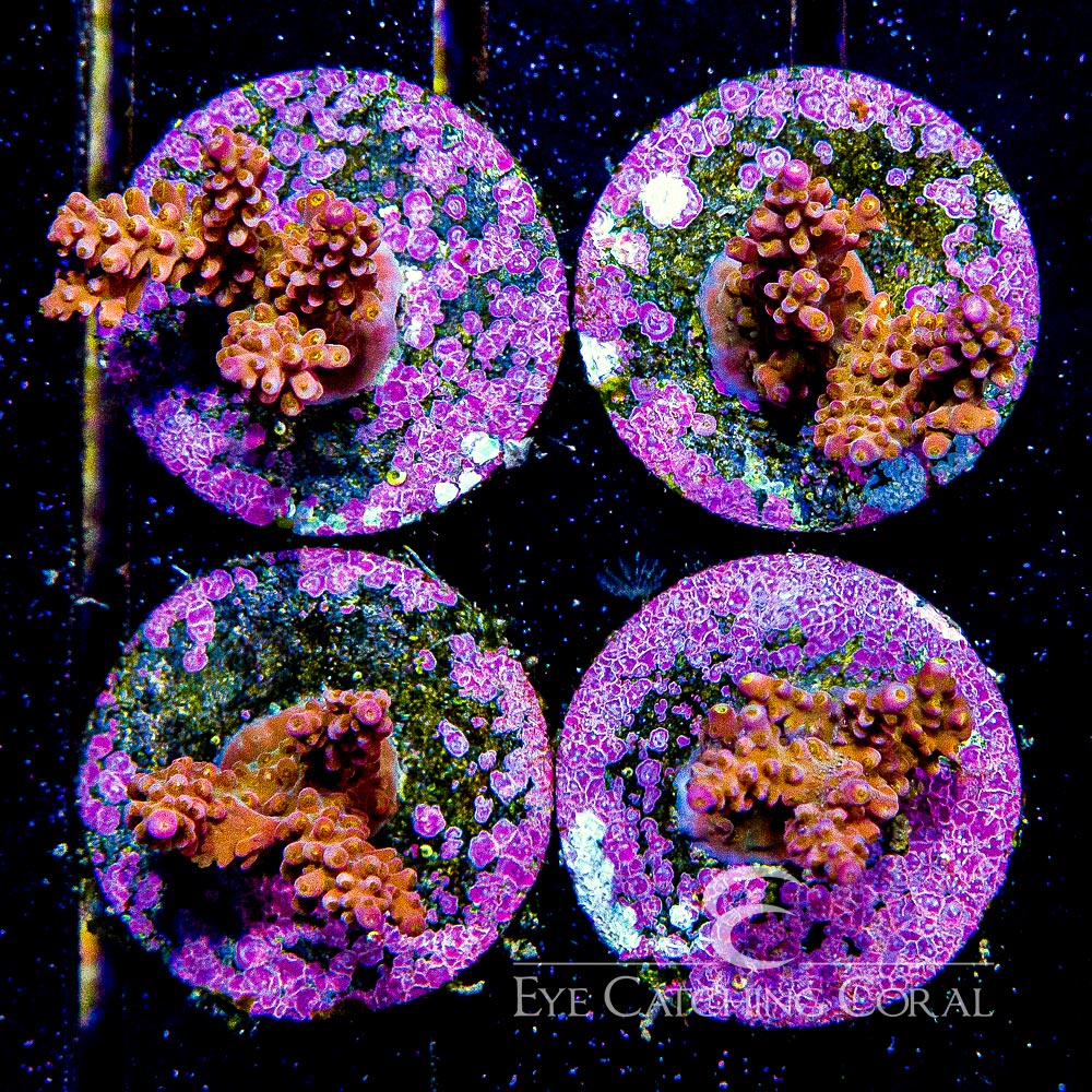 Premium & Signature Frags | ECC Frags | Eye Catching Coral