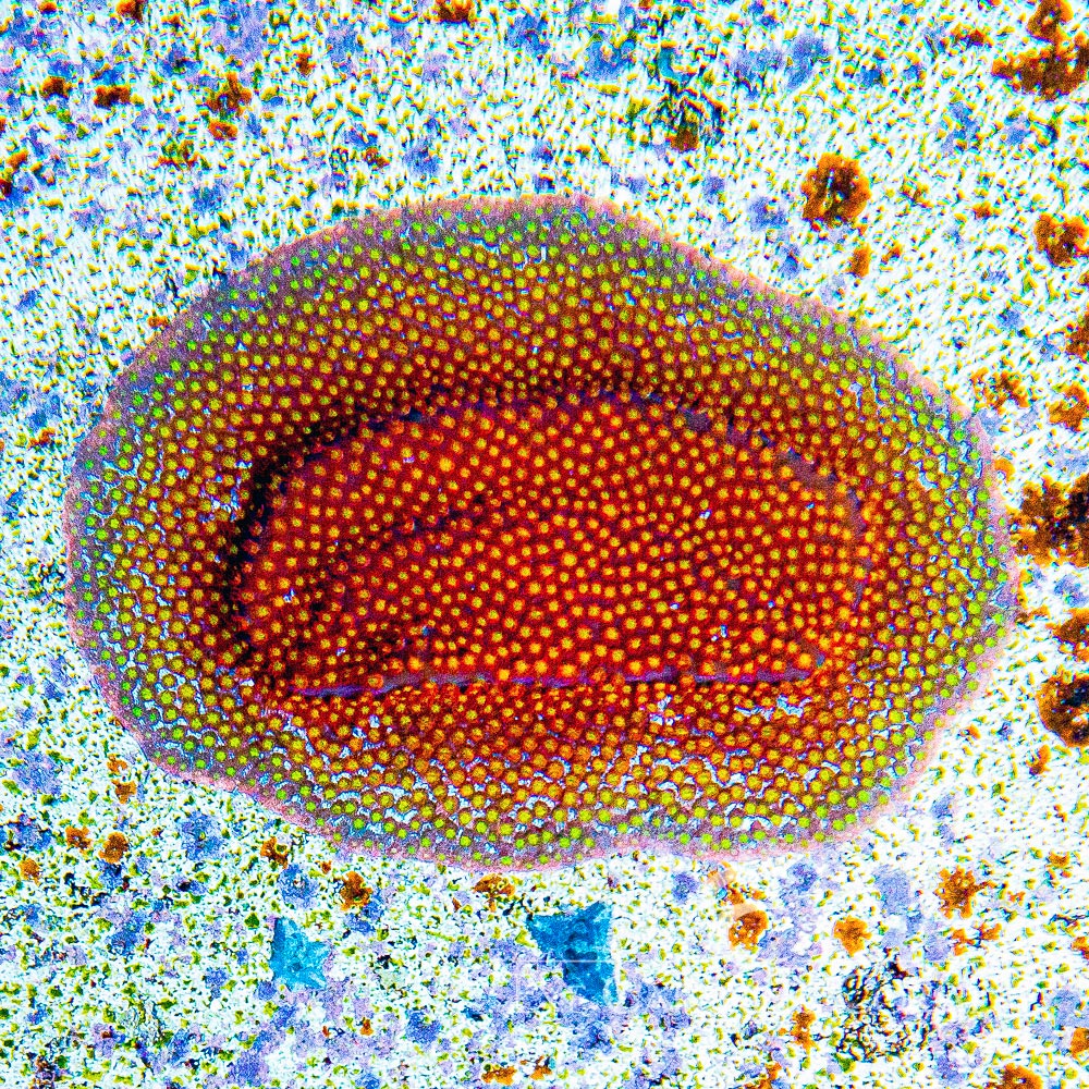 Search Results for 'Stylo' | Eye Catching Coral