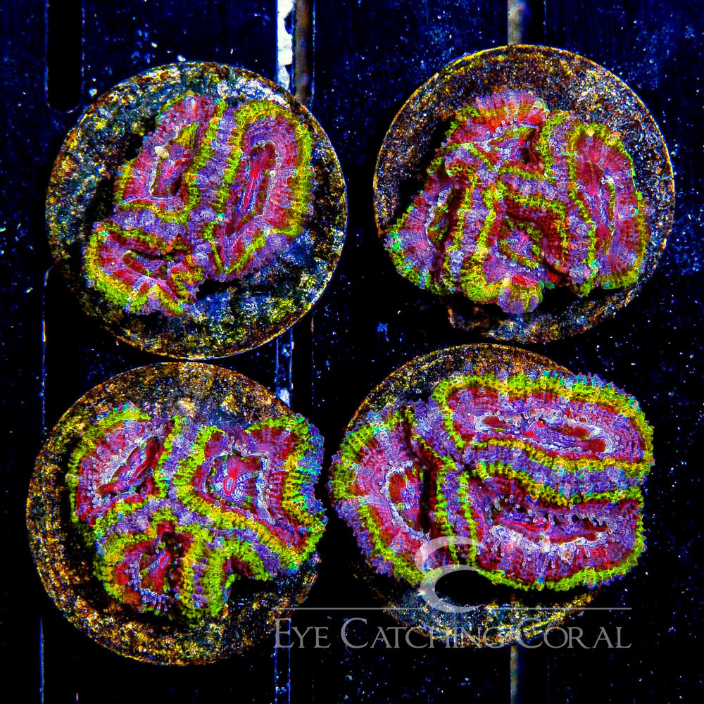 Premium & Signature Frags | ECC Frags | Eye Catching Coral