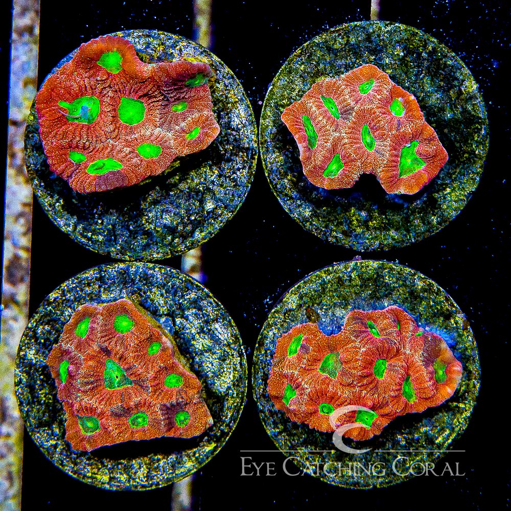 Premium & Signature Frags | ECC Frags | Eye Catching Coral