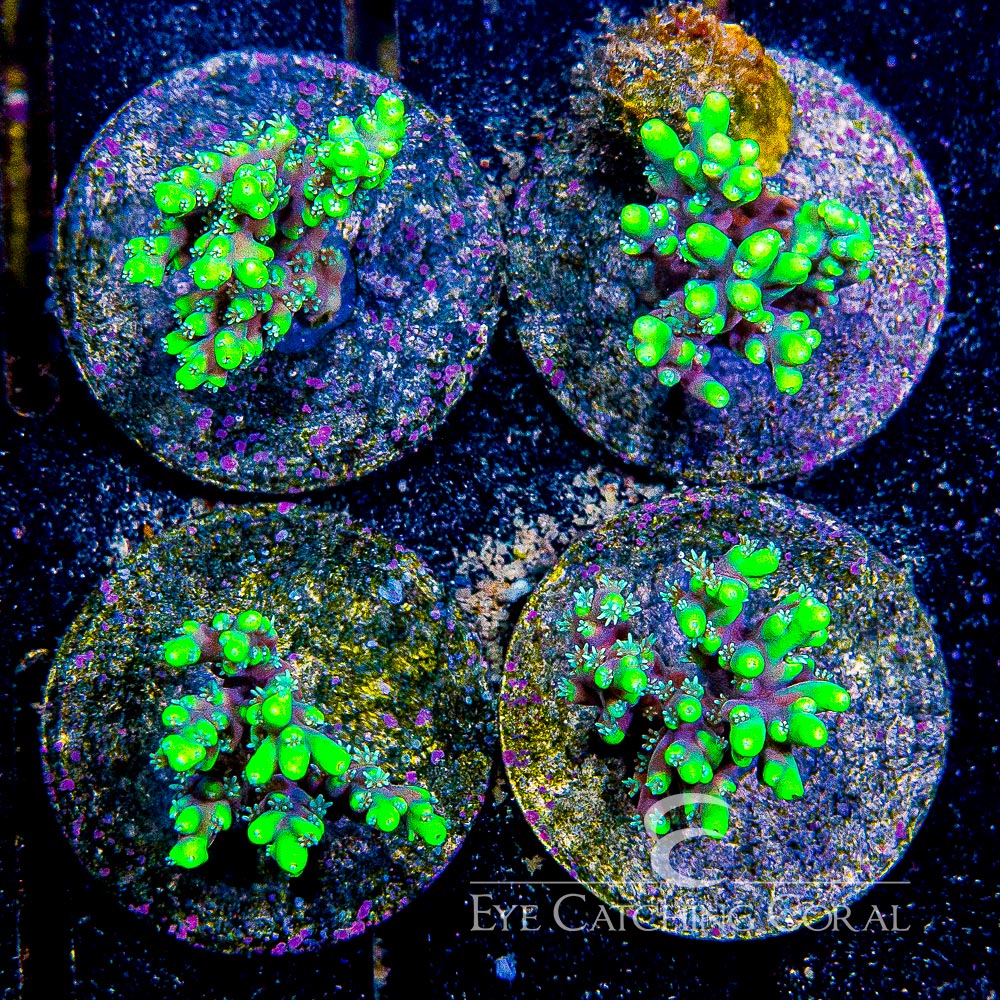 Premium & Signature Frags | ECC Frags | Eye Catching Coral