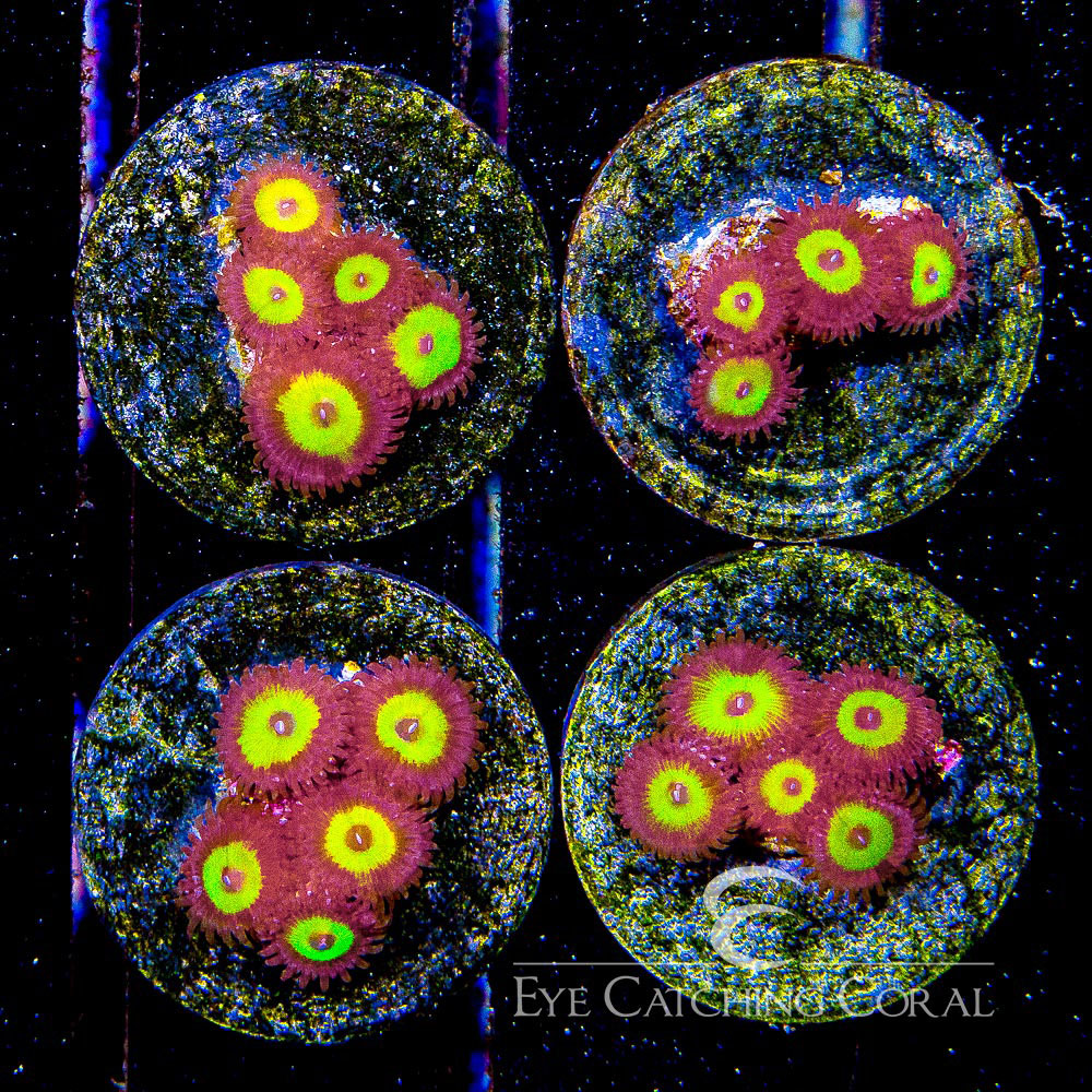 Premium & Signature Frags | ECC Frags | Eye Catching Coral