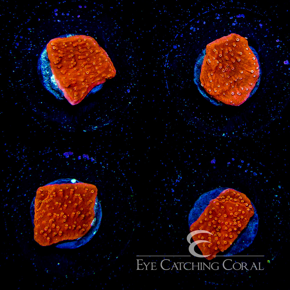 ECC Red Cap Montipora Frag | Aquacultured Frags | Eye Catching Coral