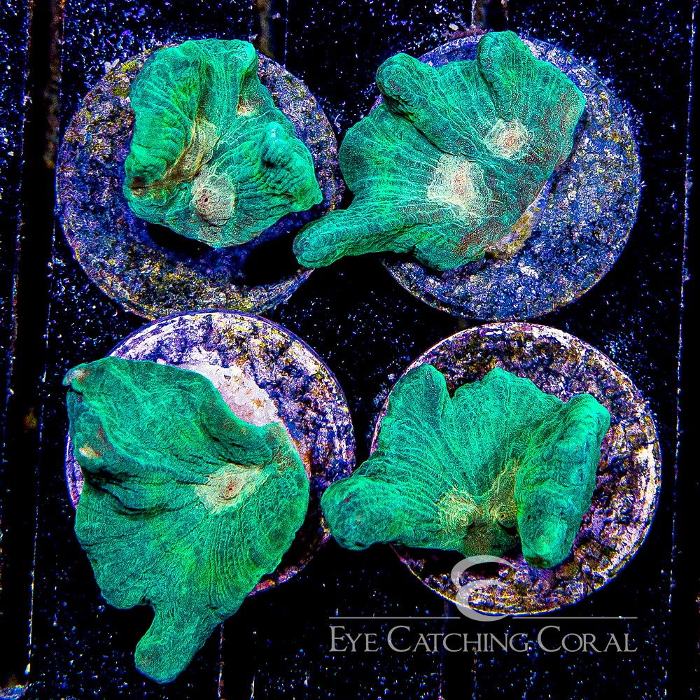 Premium & Signature Frags | ECC Frags | Eye Catching Coral